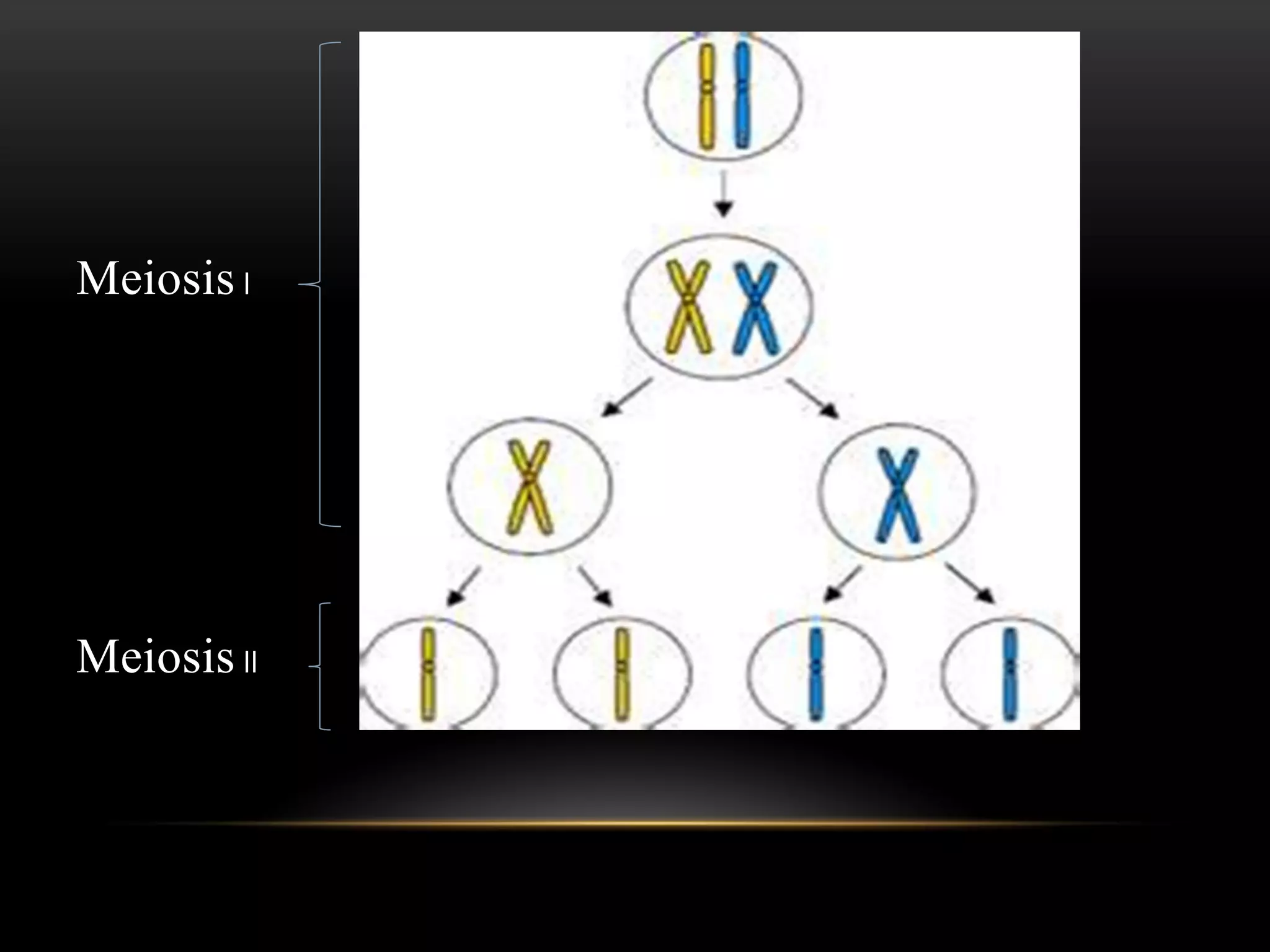 The body structure and function | PDF