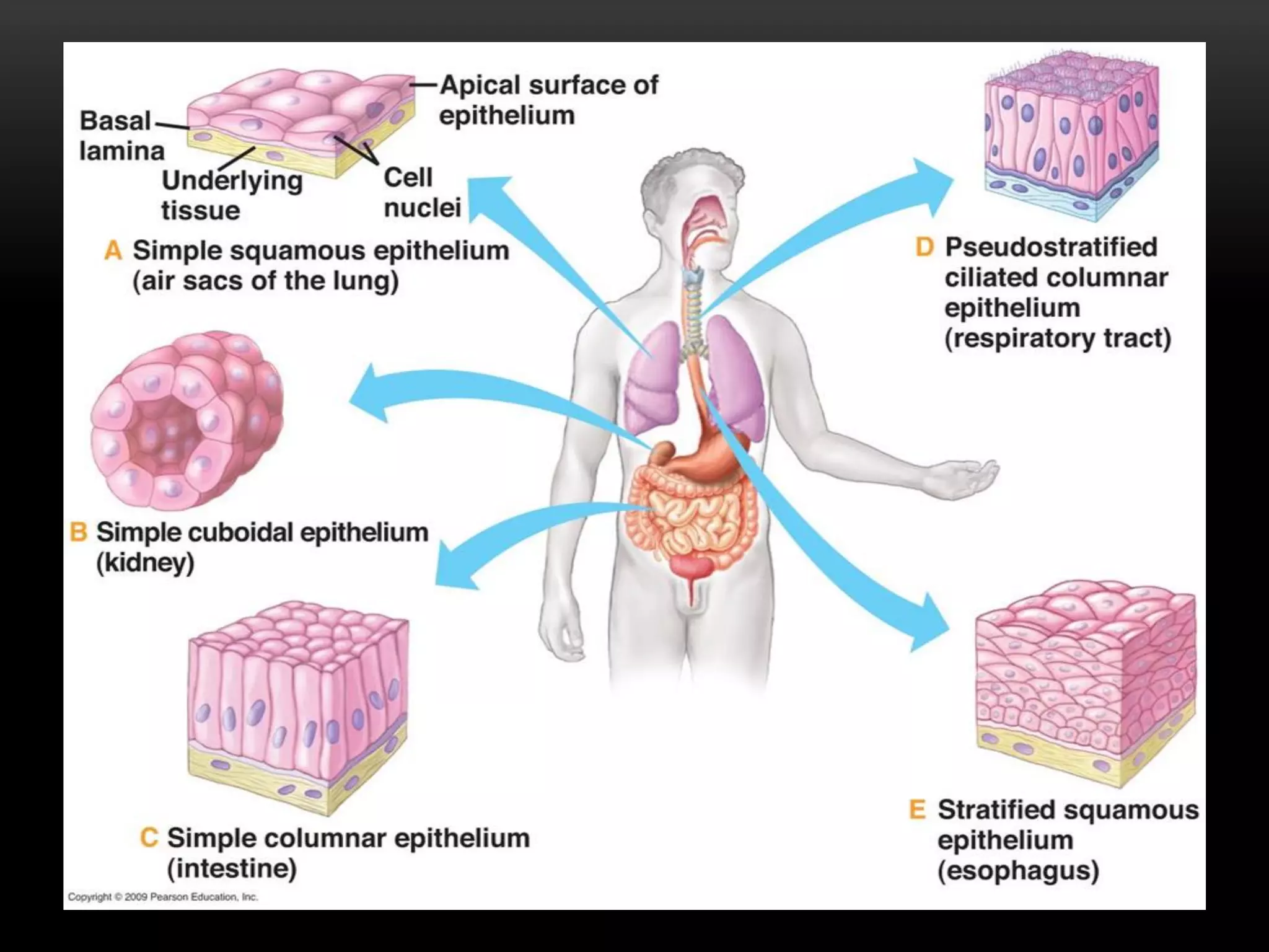 The body structure and function | PDF
