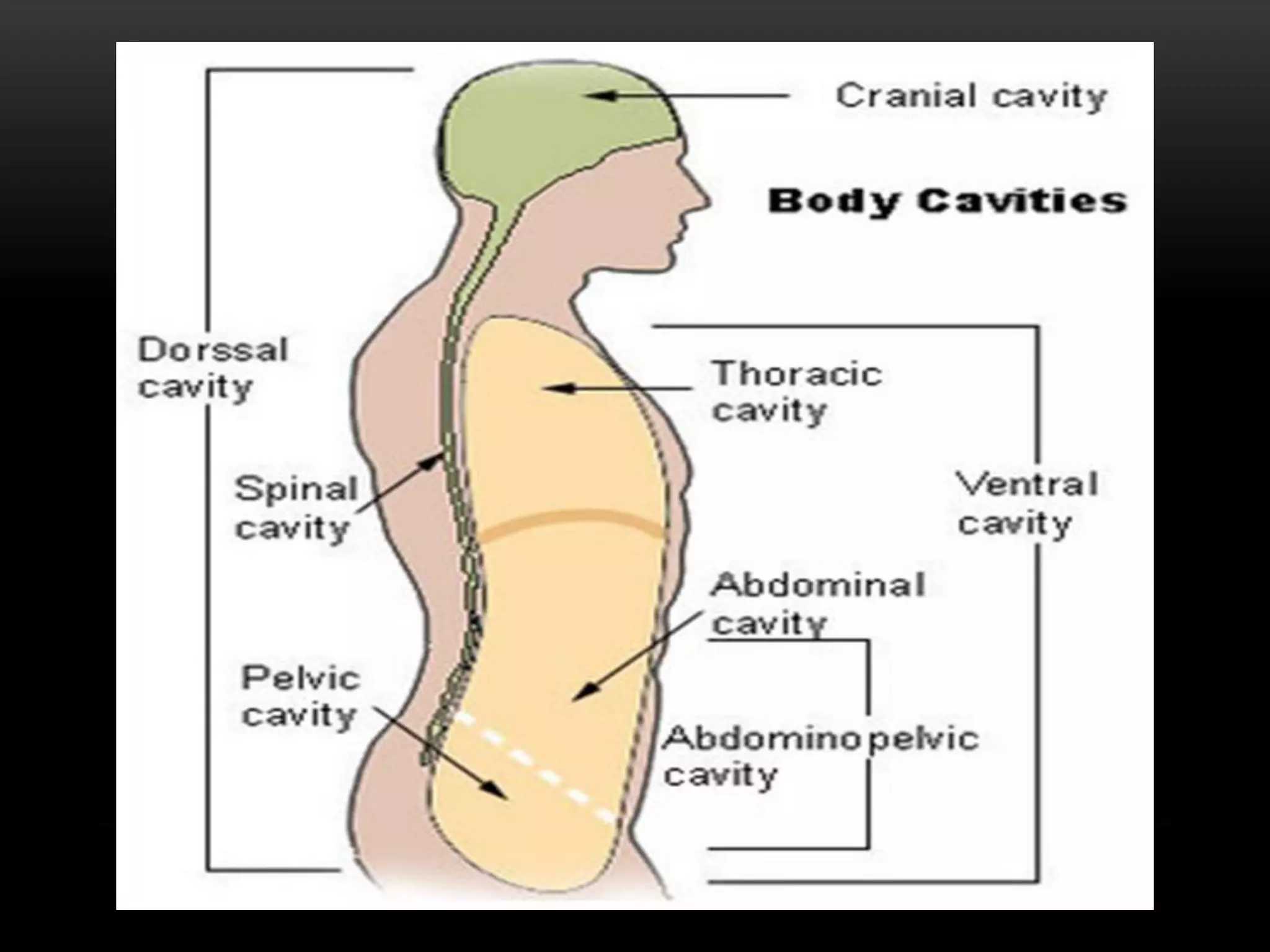 The body structure and function | PDF