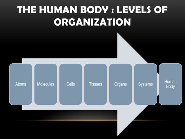 The body structure and function | PDF
