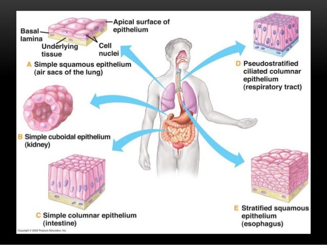 the-body-structure-and-function
