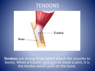 The body structure and function | PPTX