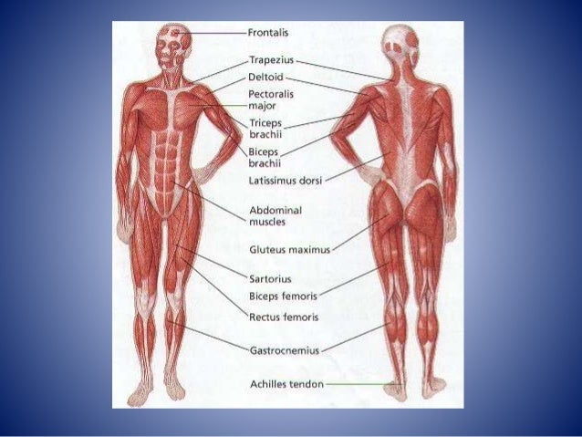 the-body-structure-and-function