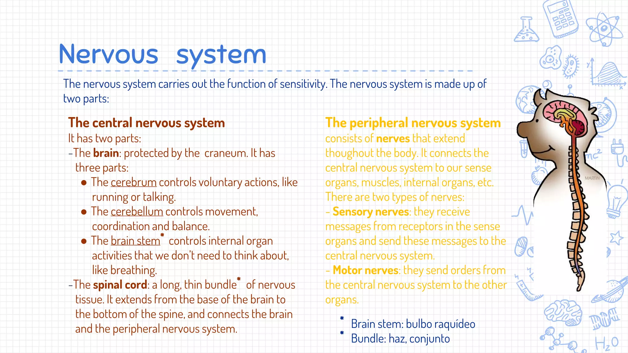 The body systems | PPTX