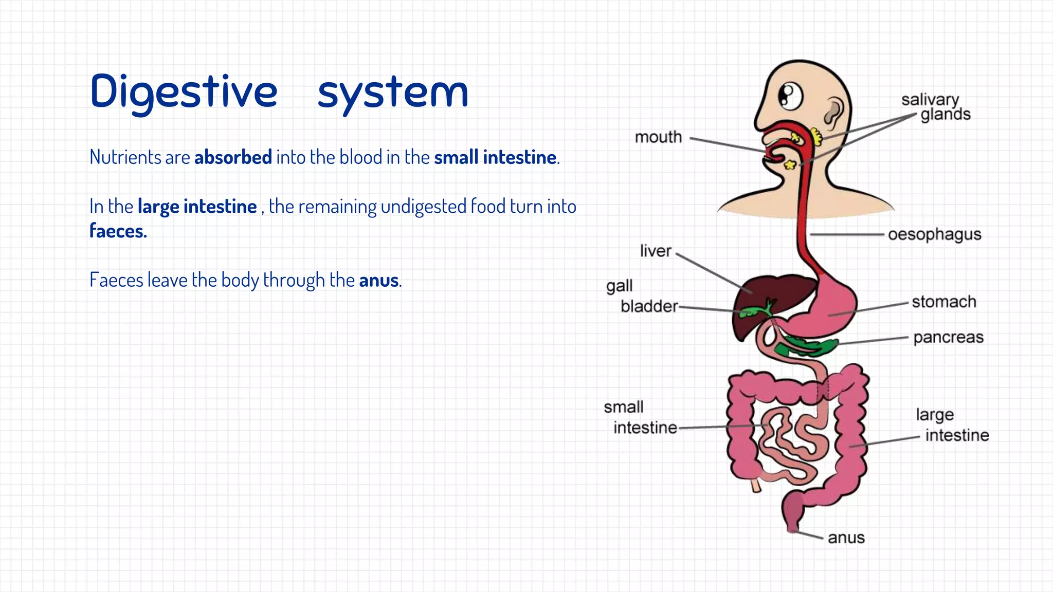 The body systems | PPTX