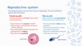 The body systems | PPTX