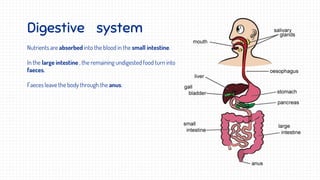 The body systems | PPTX