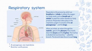 The body systems | PPTX