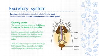 The body systems | PPTX