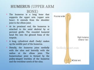 The Bones of the Upper Limb ppt presentation.pptx