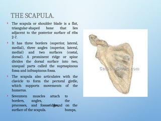 The Bones of the Upper Limb ppt presentation.pptx