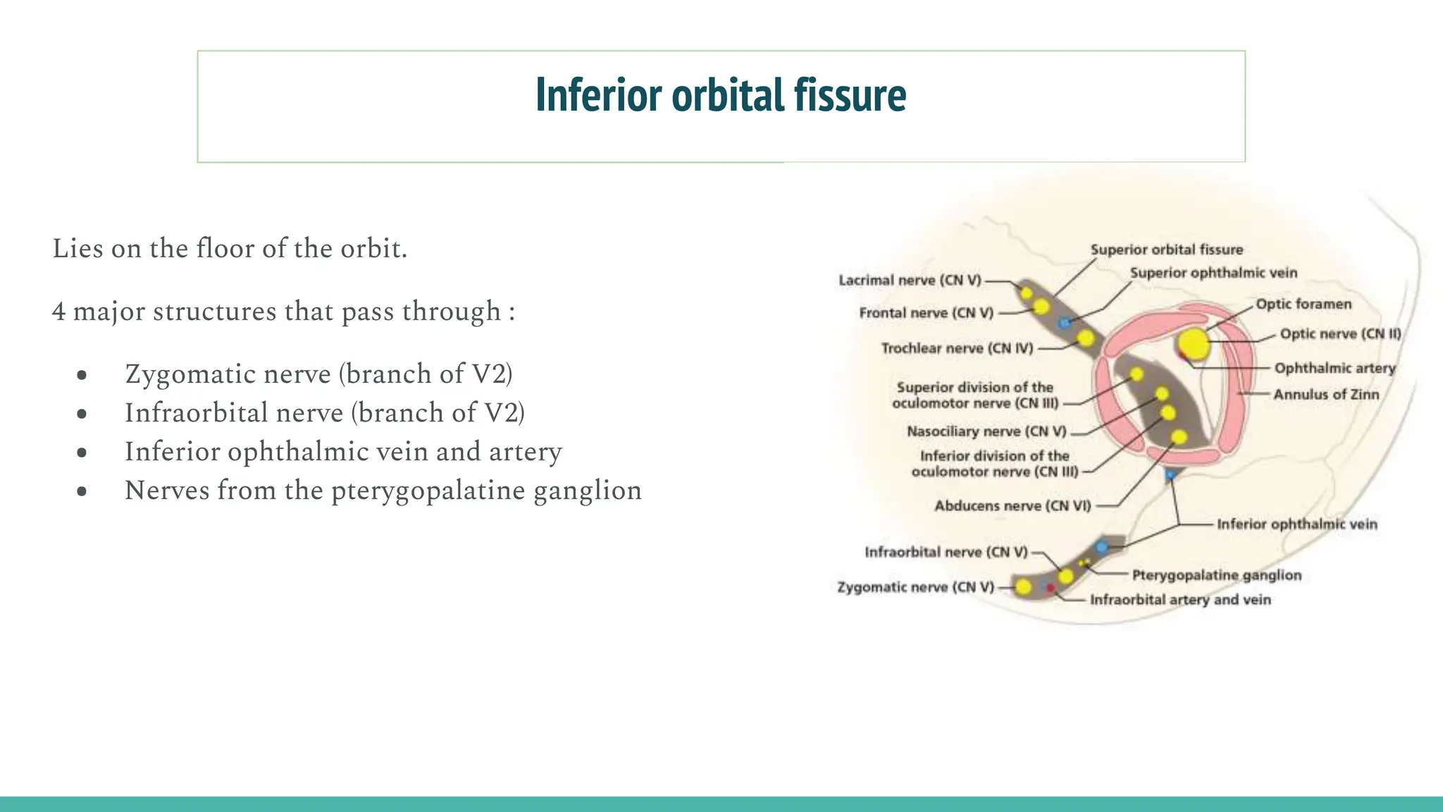 THE BONY ORBIT-3. .pptx