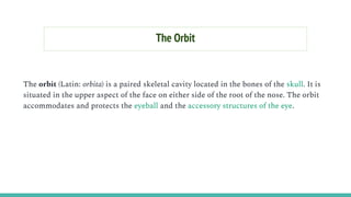 THE BONY ORBIT-3. .pptx