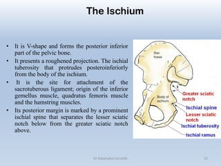 The Bony Pelvis.pdf
