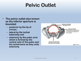 The Bony Pelvis.pdf