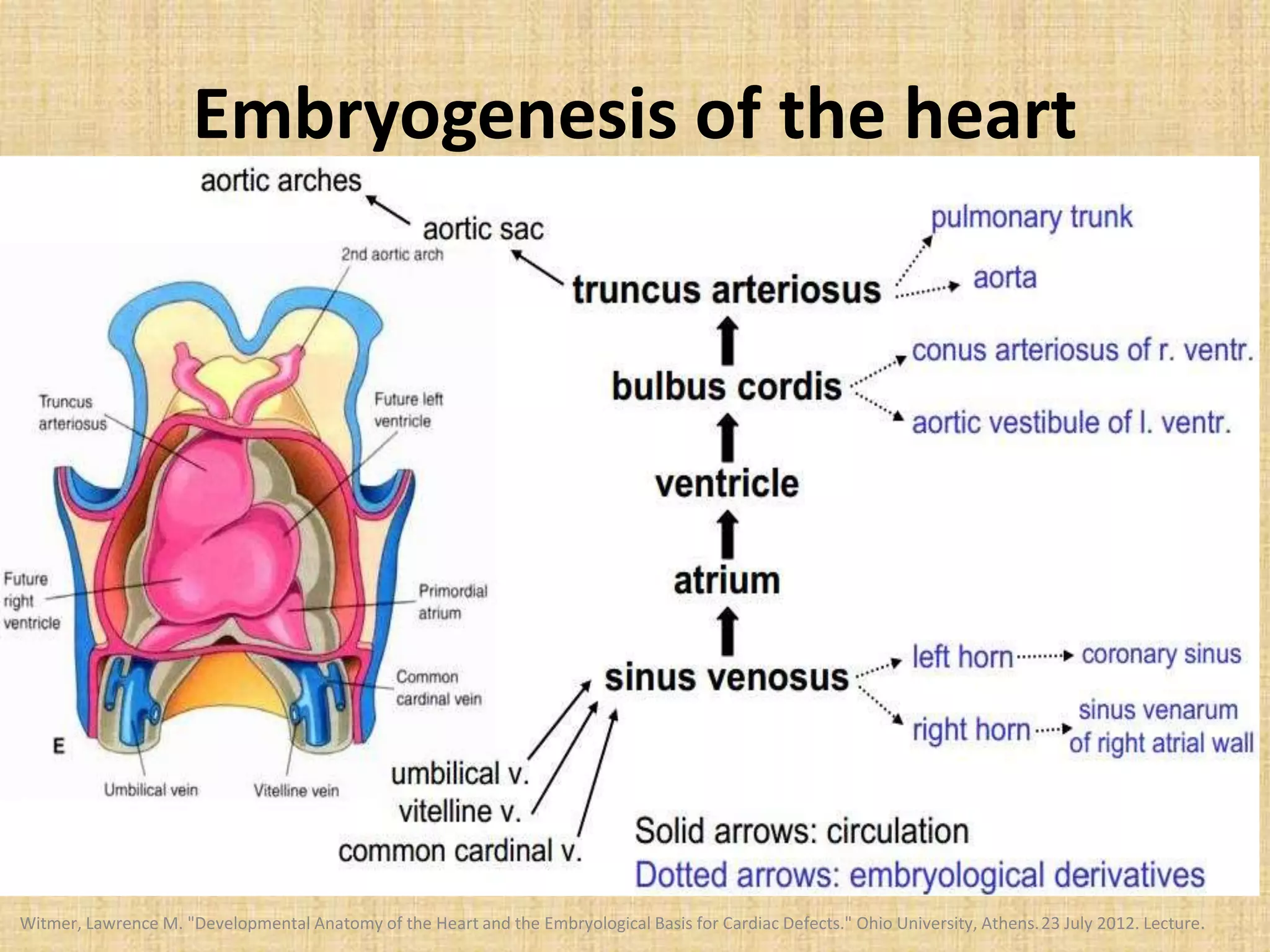 The boot shaped heart sign | PPTX