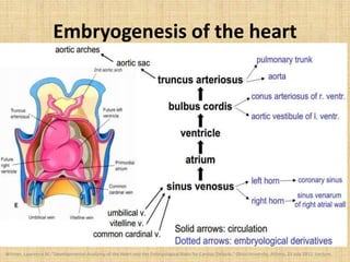 The boot shaped heart sign | PPTX
