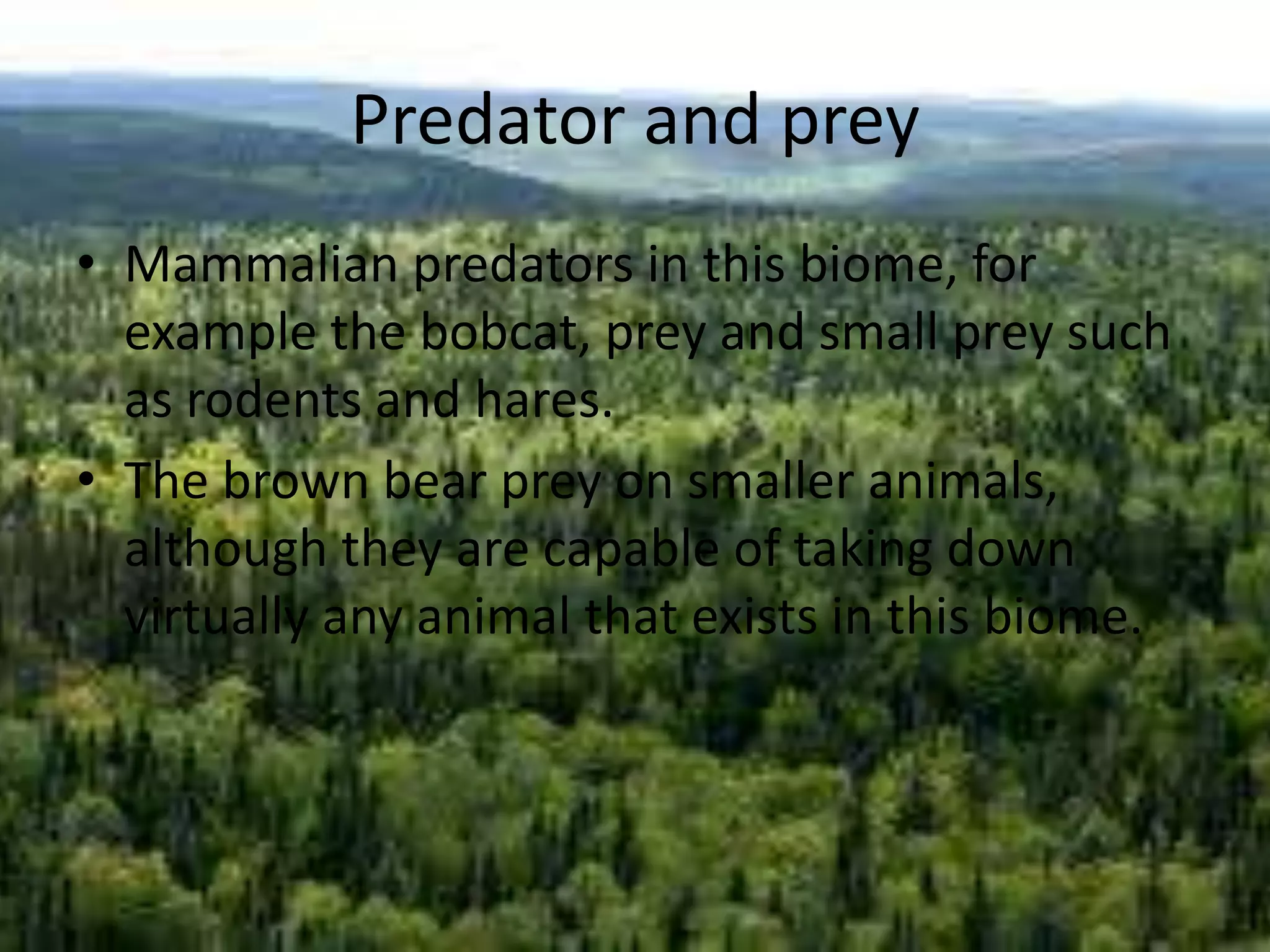 The boreal forest | PPTX