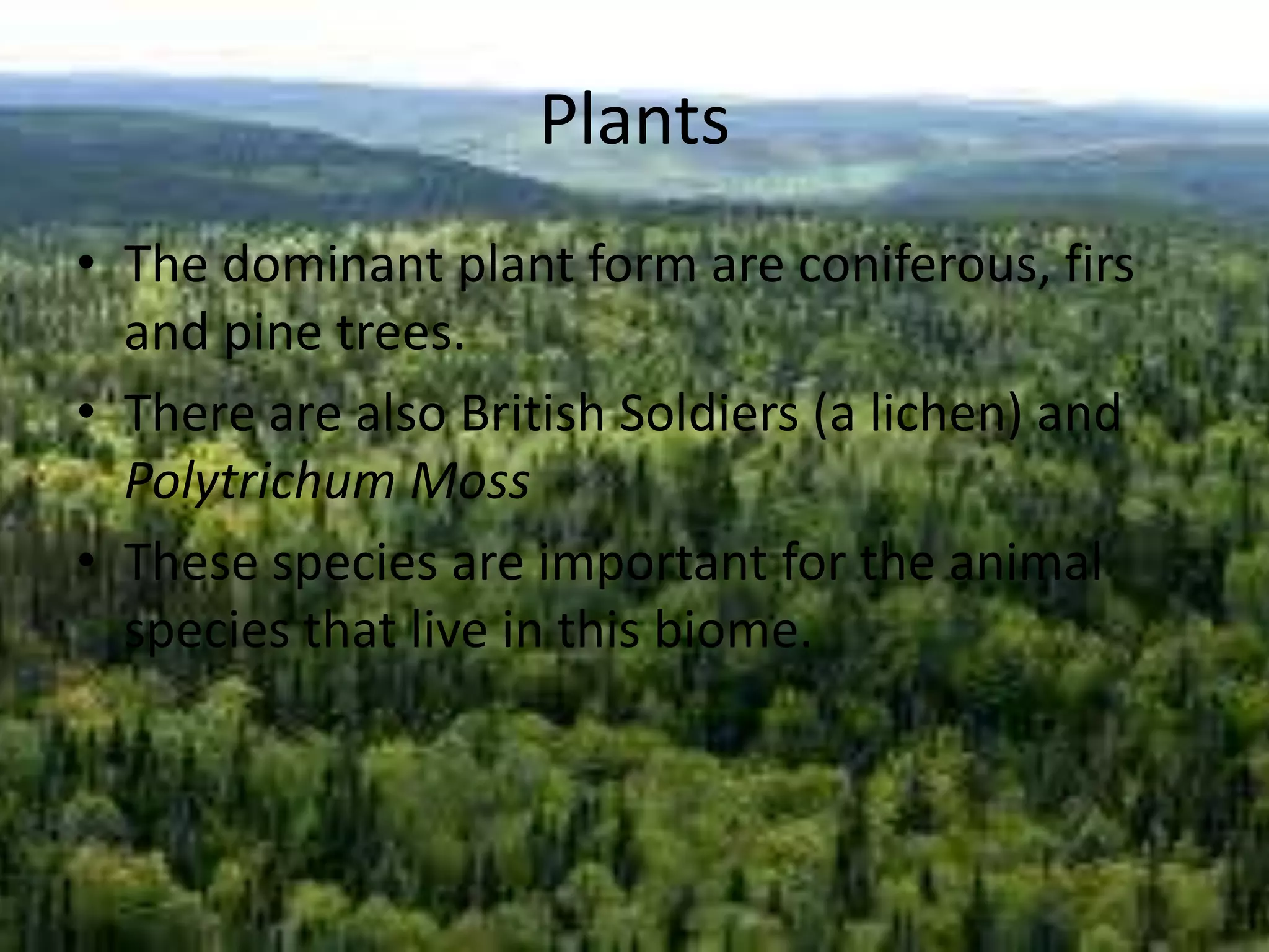 The boreal forest | PPTX