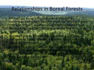 The boreal forest | PPTX