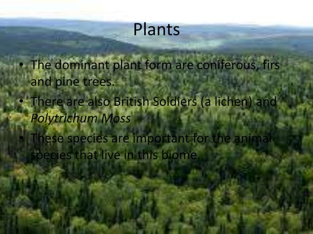 The boreal forest | PPTX | Biological Sciences | Science