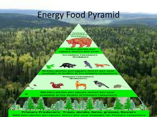 Temperate Deciduous Forest Energy Pyramid