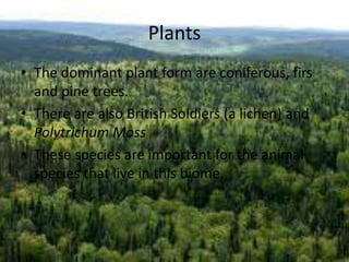 The boreal forest | PPT