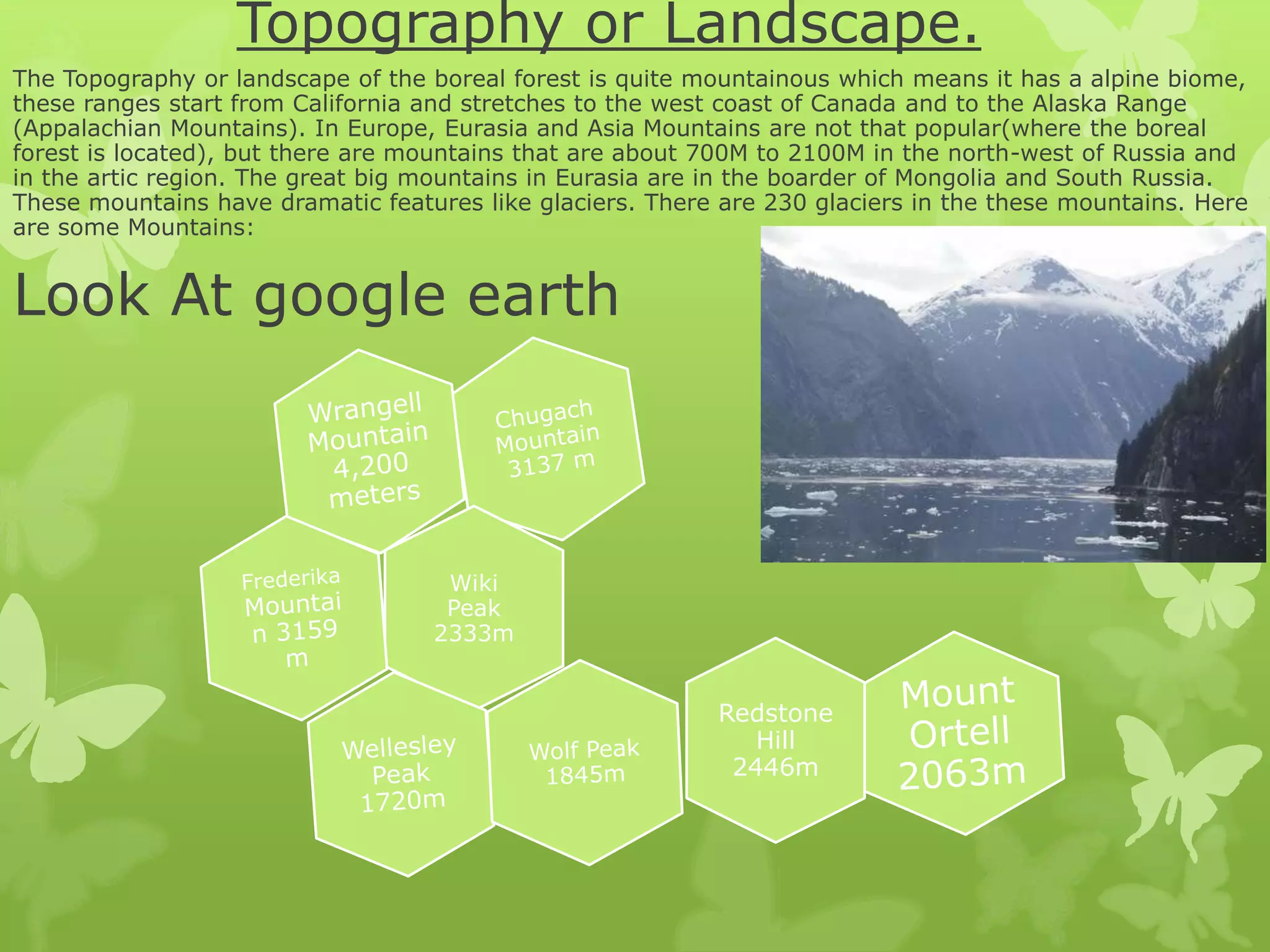The boreal forests or taiga | PPTX