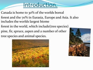 The boreal forests or taiga | PPTX