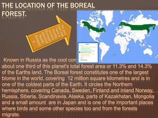 The boreal forests or taiga | PPTX