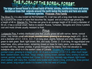 The boreal forests or taiga | PPTX