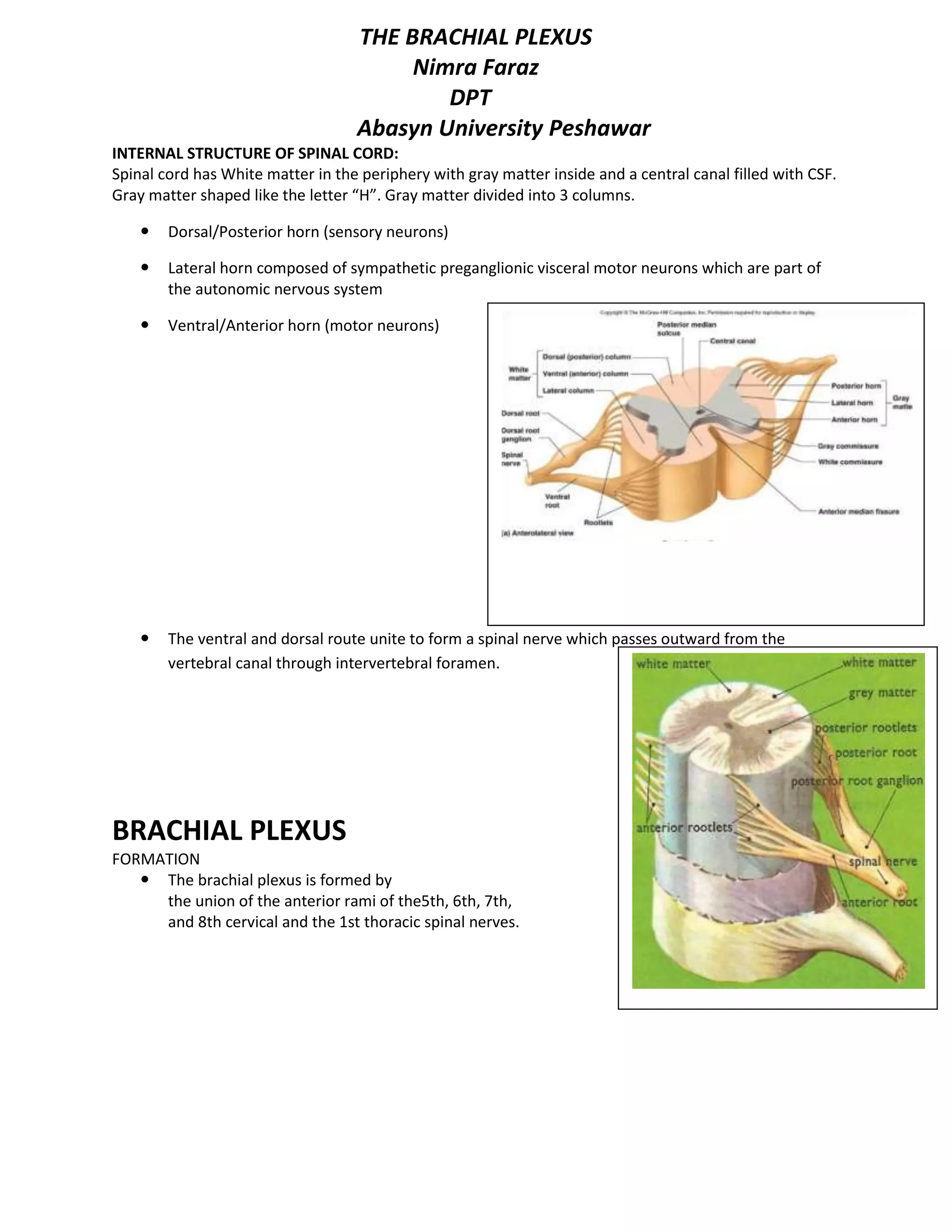 THE BRACHIAL PLEXUS.docx