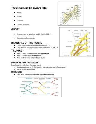 THE BRACHIAL PLEXUS.docx