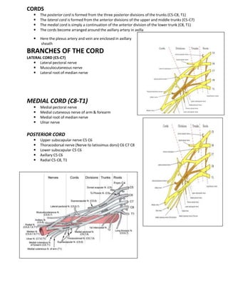 THE BRACHIAL PLEXUS.docx