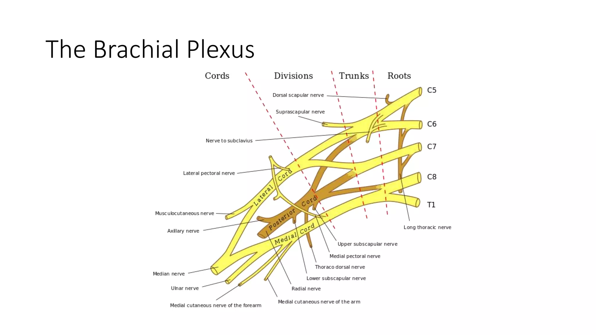 The Brachial Plexus.pptx