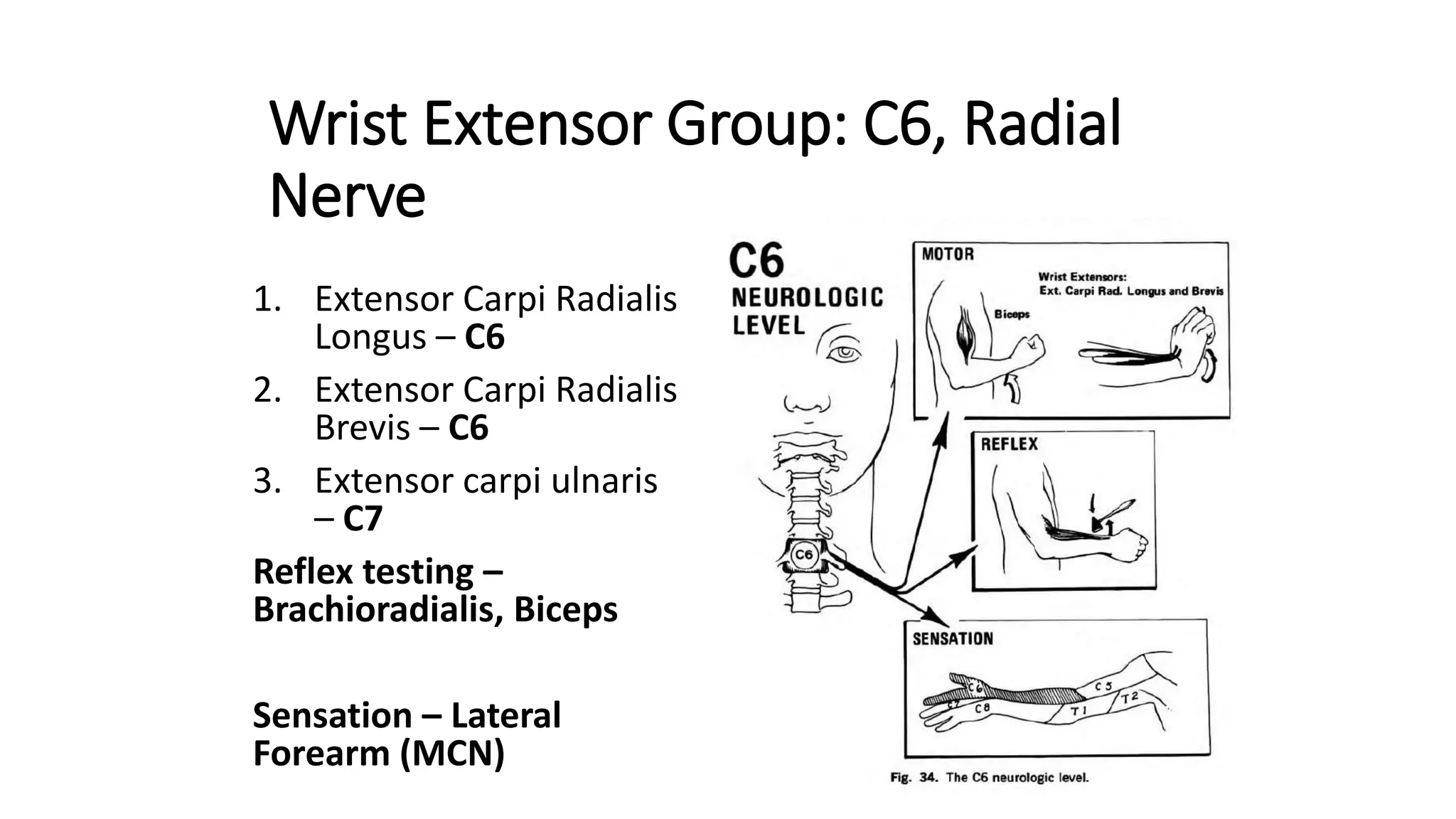 The Brachial Plexus.pptx
