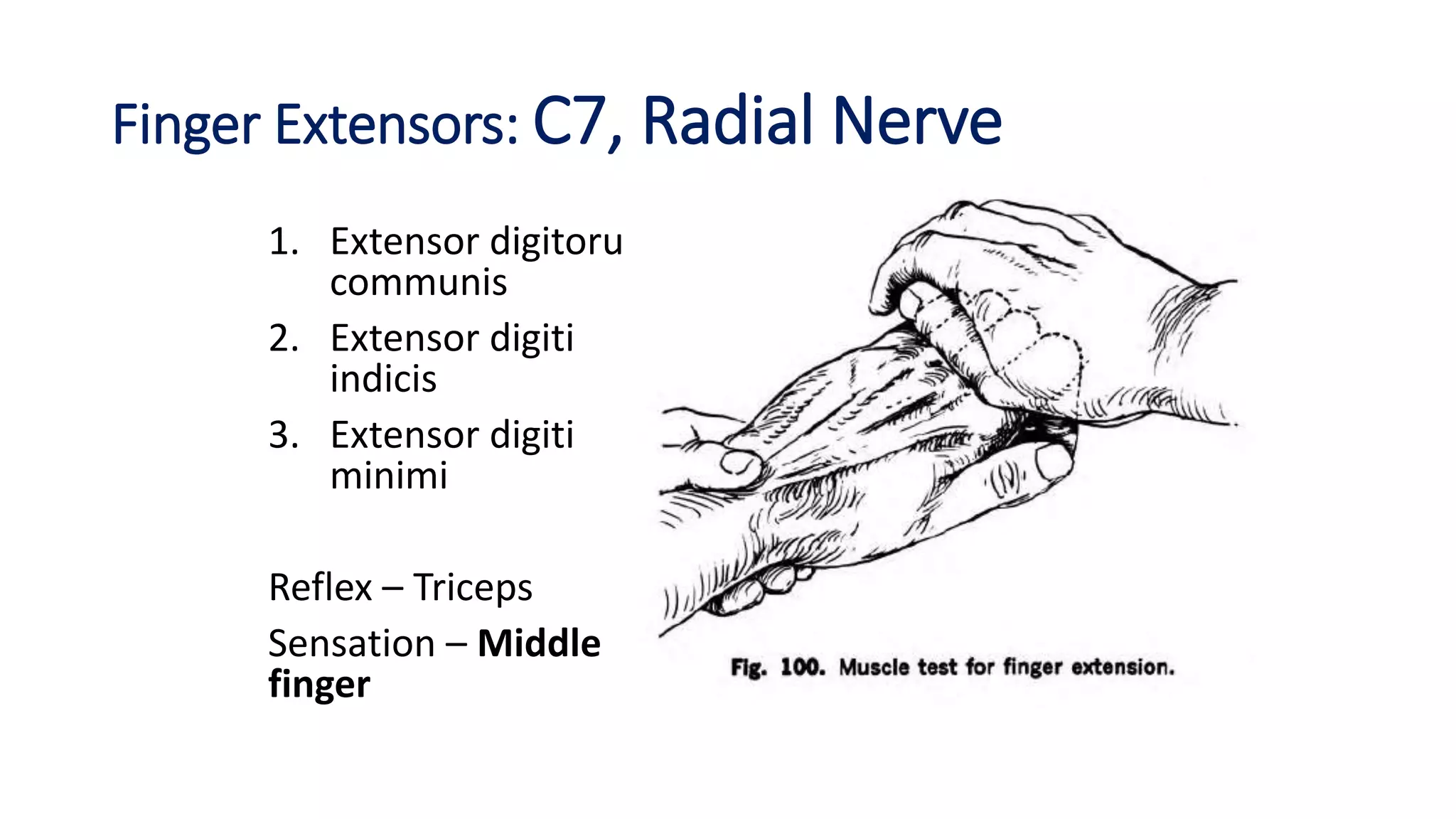 The Brachial Plexus.pptx
