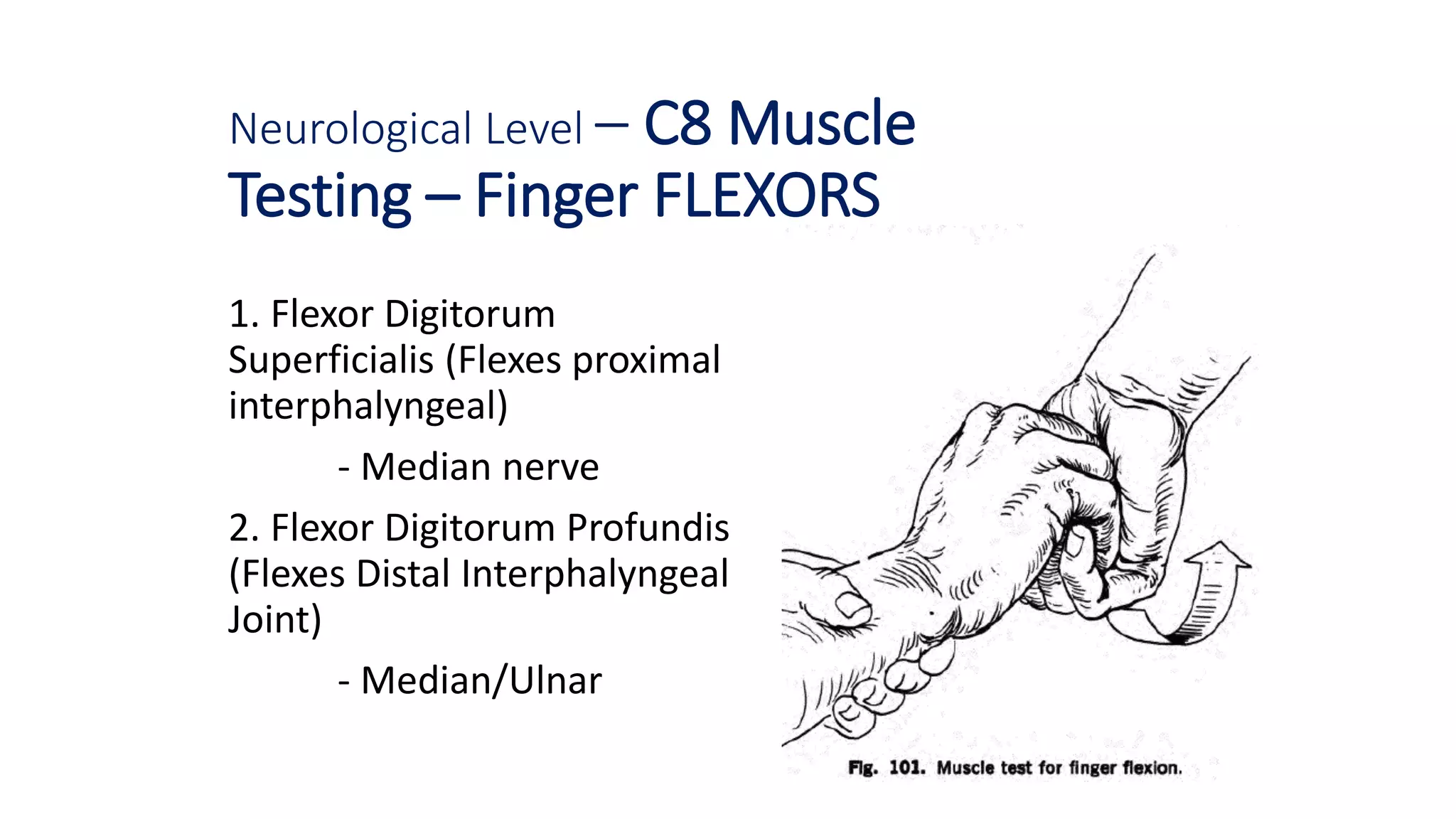 The Brachial Plexus.pptx
