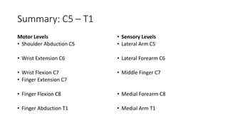 The Brachial Plexus.pptx