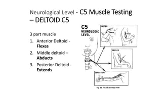 The Brachial Plexus.pptx