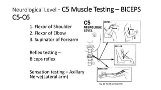 The Brachial Plexus.pptx