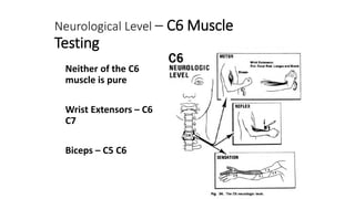 The Brachial Plexus.pptx