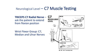 The Brachial Plexus.pptx