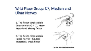 The Brachial Plexus.pptx