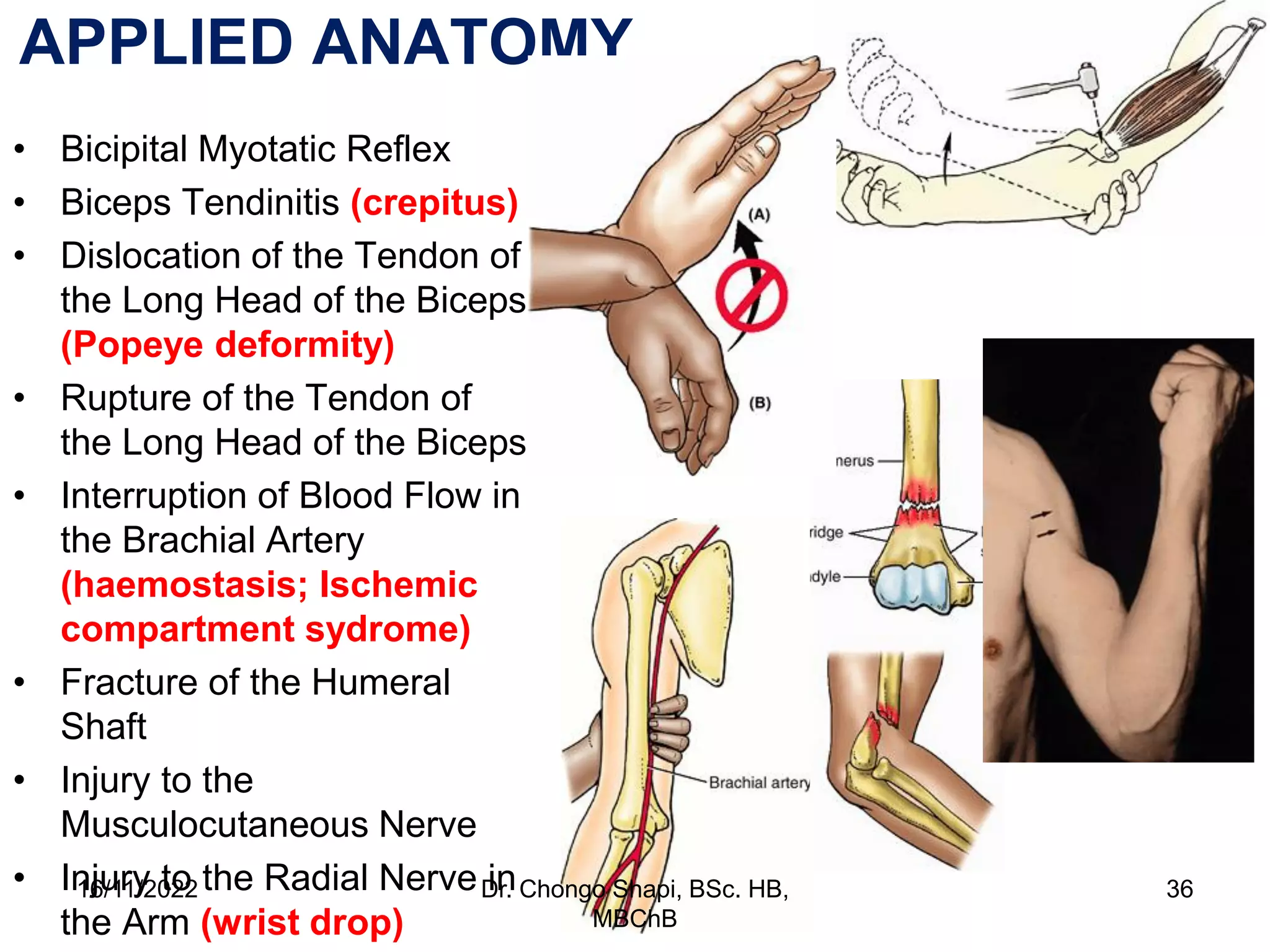 The Brachium by Shapi.pdf