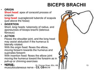 The Brachium by Shapi.pdf
