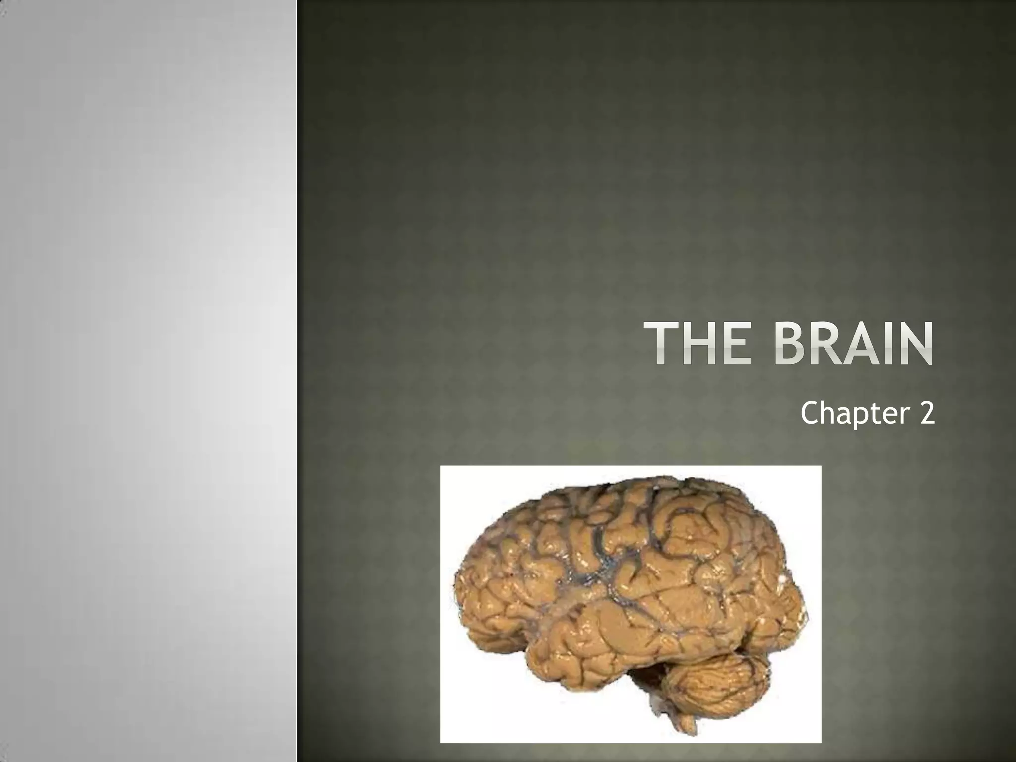 The brain | PPT