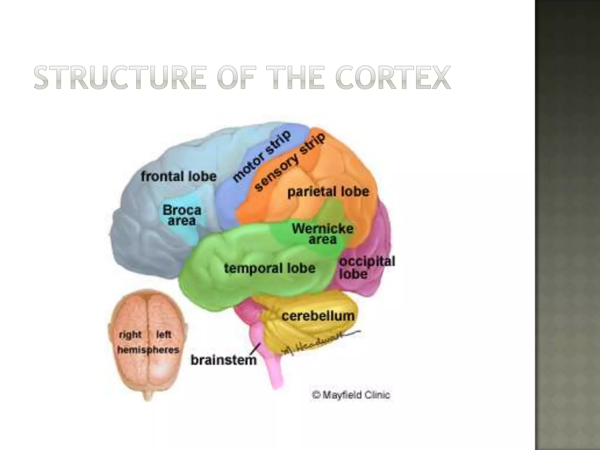 The brain | PPT