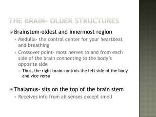 The brain | PPT