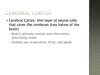 The brain | PPT